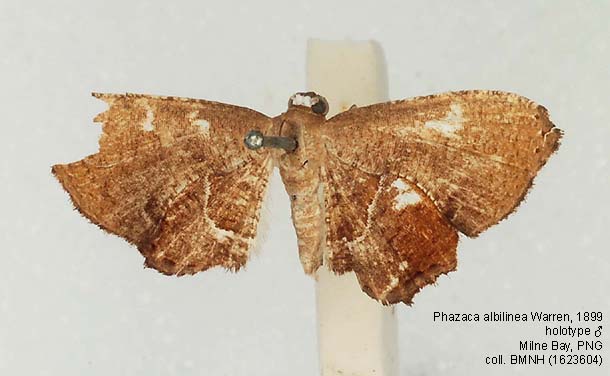 Papua Insects Foundation (Lepidoptera/Uraniidae)